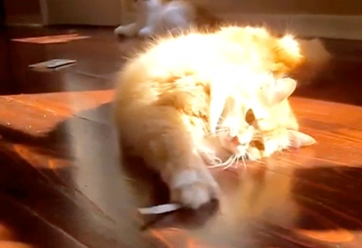 M Shares a Stark Raving Cat Catnip Joint at Playtime