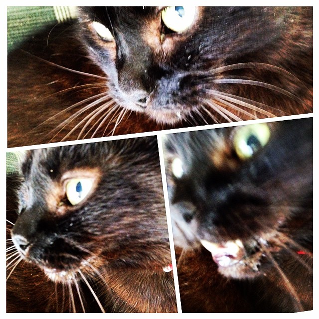 Stark Raving Cat — Catnip Joints, Cat Toys, Cat Lover Gifts