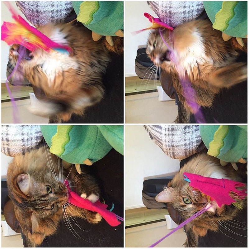 Stark Raving Cat — Catnip Joints, Cat Toys, Cat Lover Gifts