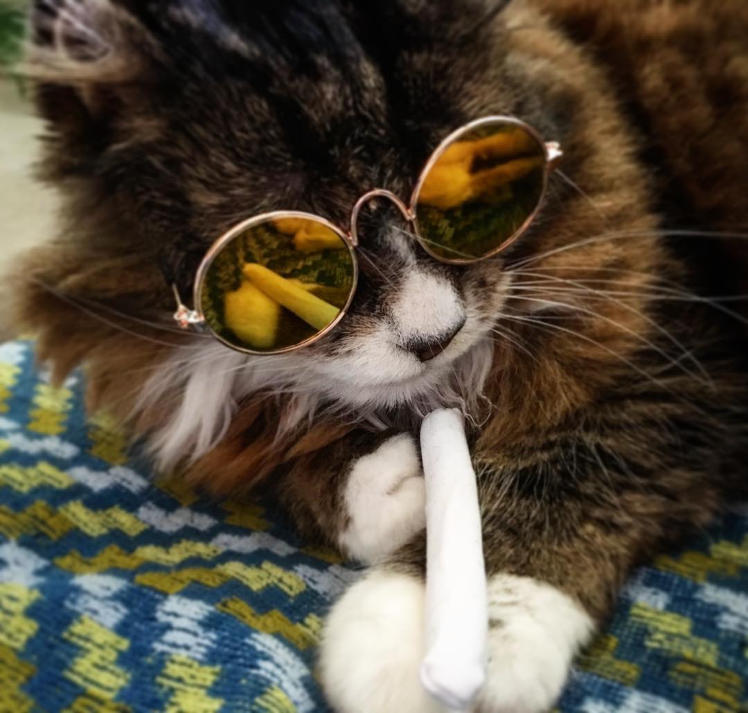 Stark Raving Cat — Catnip Joints, Cat Toys, Cat Lover Gifts