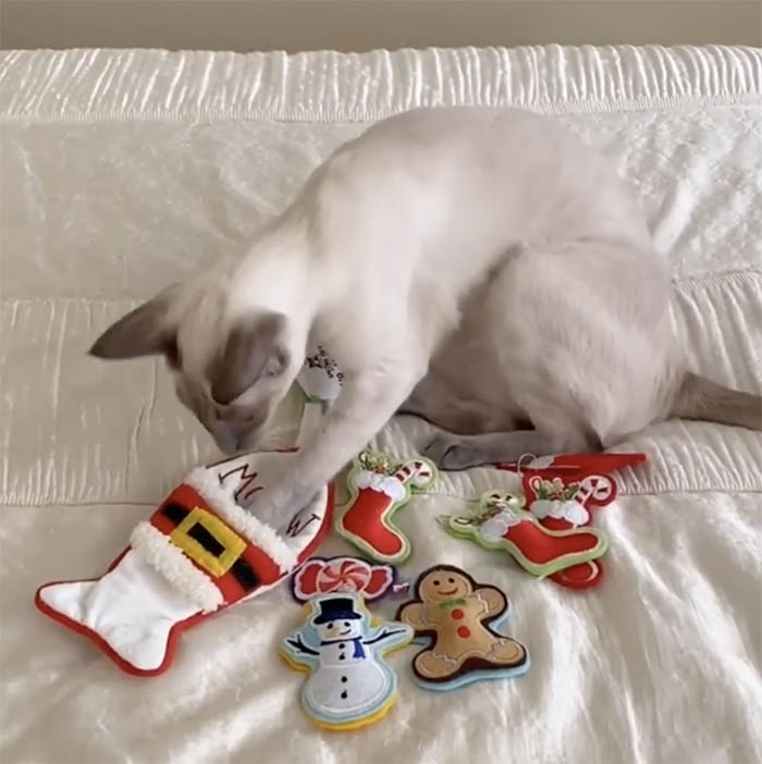 Stark Raving Cat | Catnip Joints, Cat Toys, Cards & Gifts